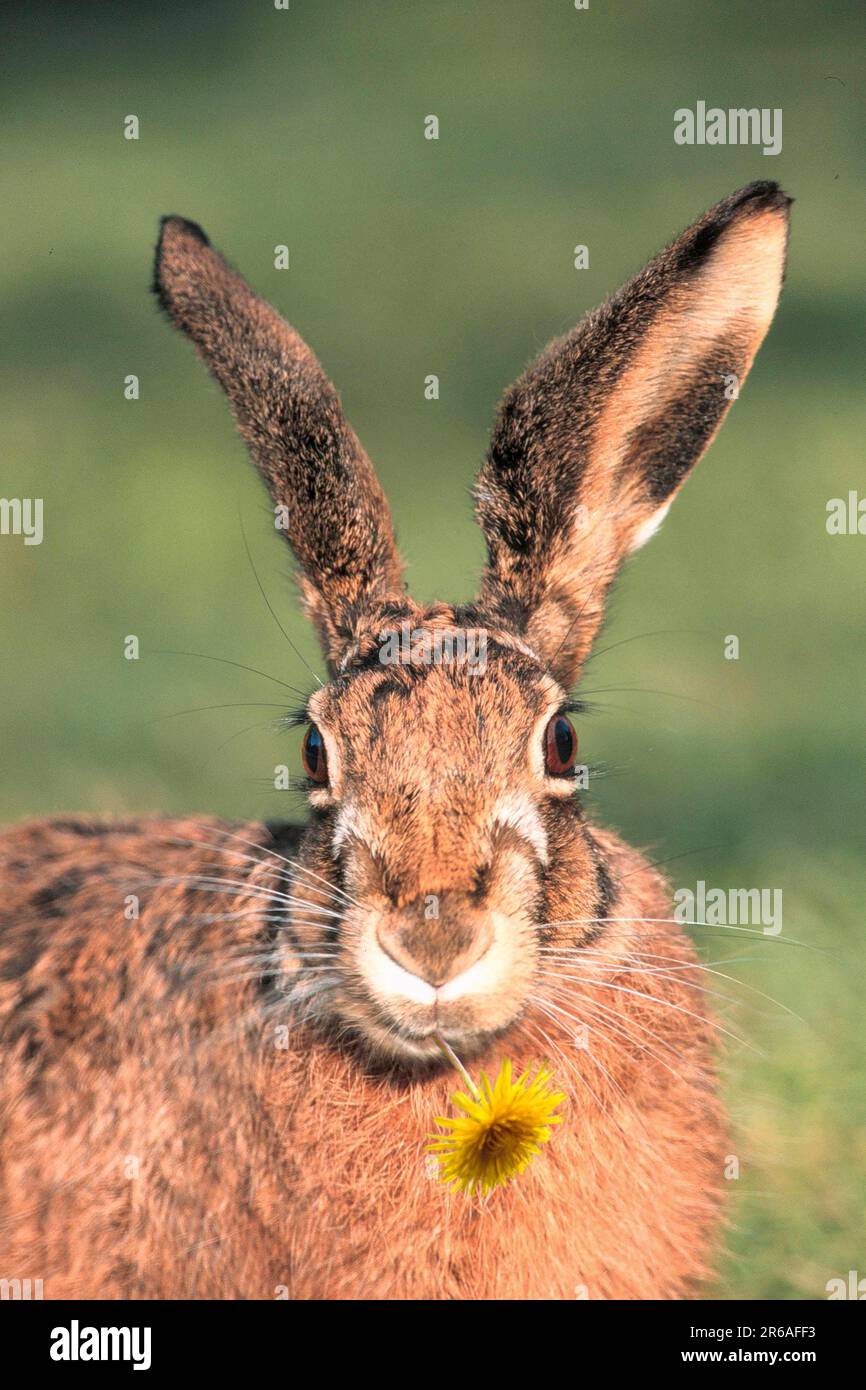 European hare (Lepus europaeus) with dandelion flower (Europe) (animals ...