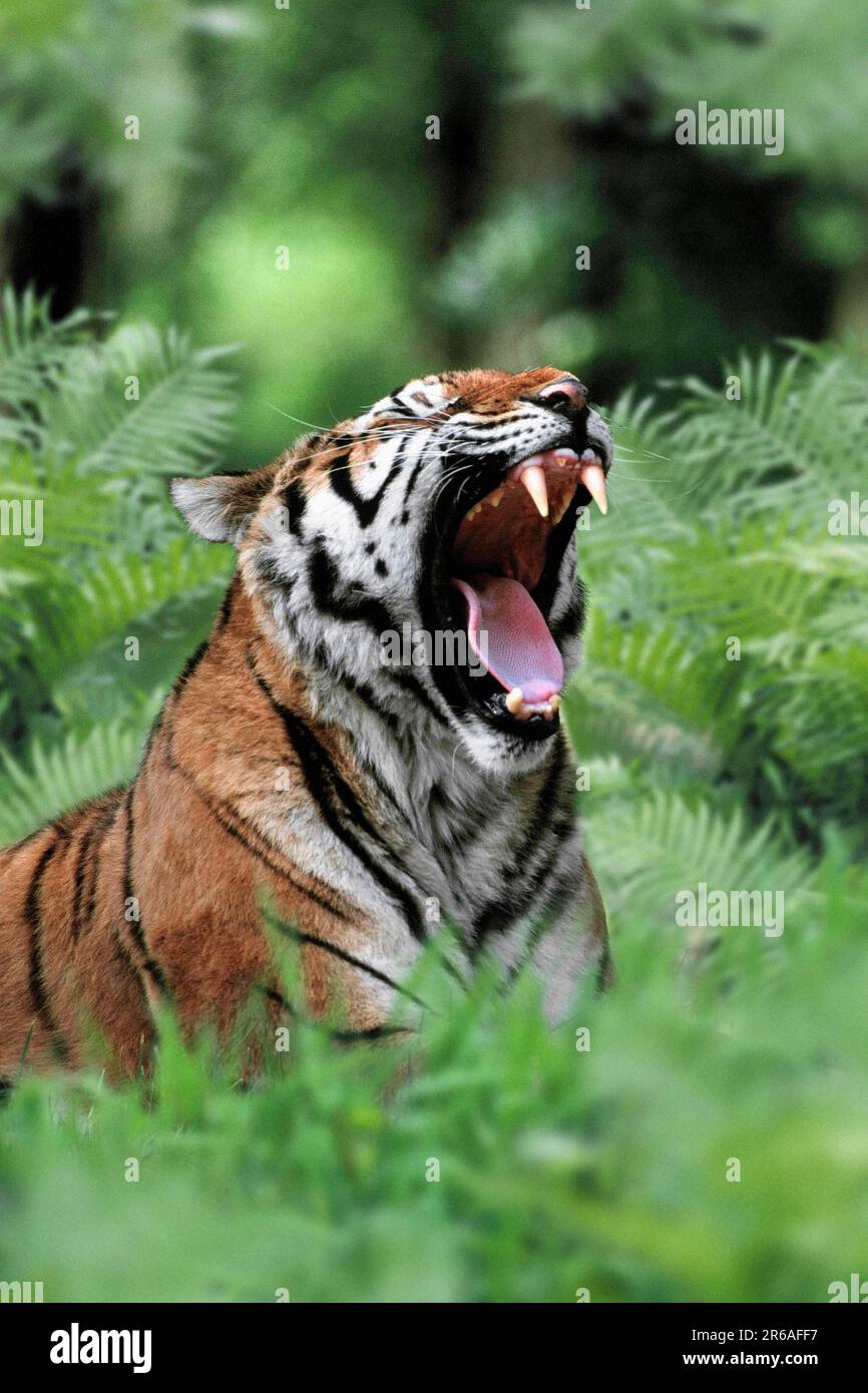 Bengal Tiger (Panthera tigris tigris), yawning Stock Photo - Alamy