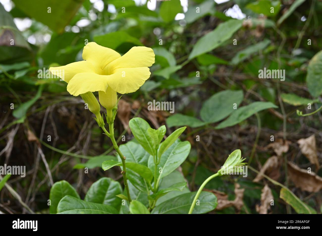 An elevated yellow flower of an Allamanda plant variety in Sri Lanka ...