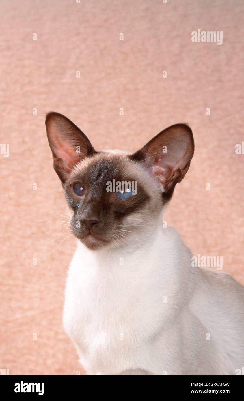 Siamese Cat, chocolate point, Siamese cat, chocolate-point, inside ...