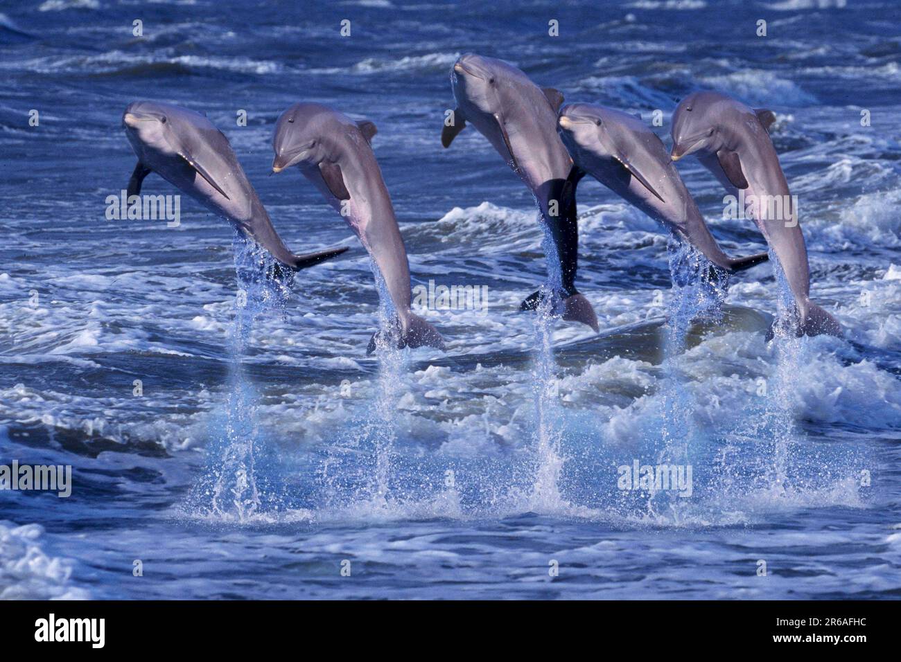 Five dolphins hi-res stock photography and images - Alamy