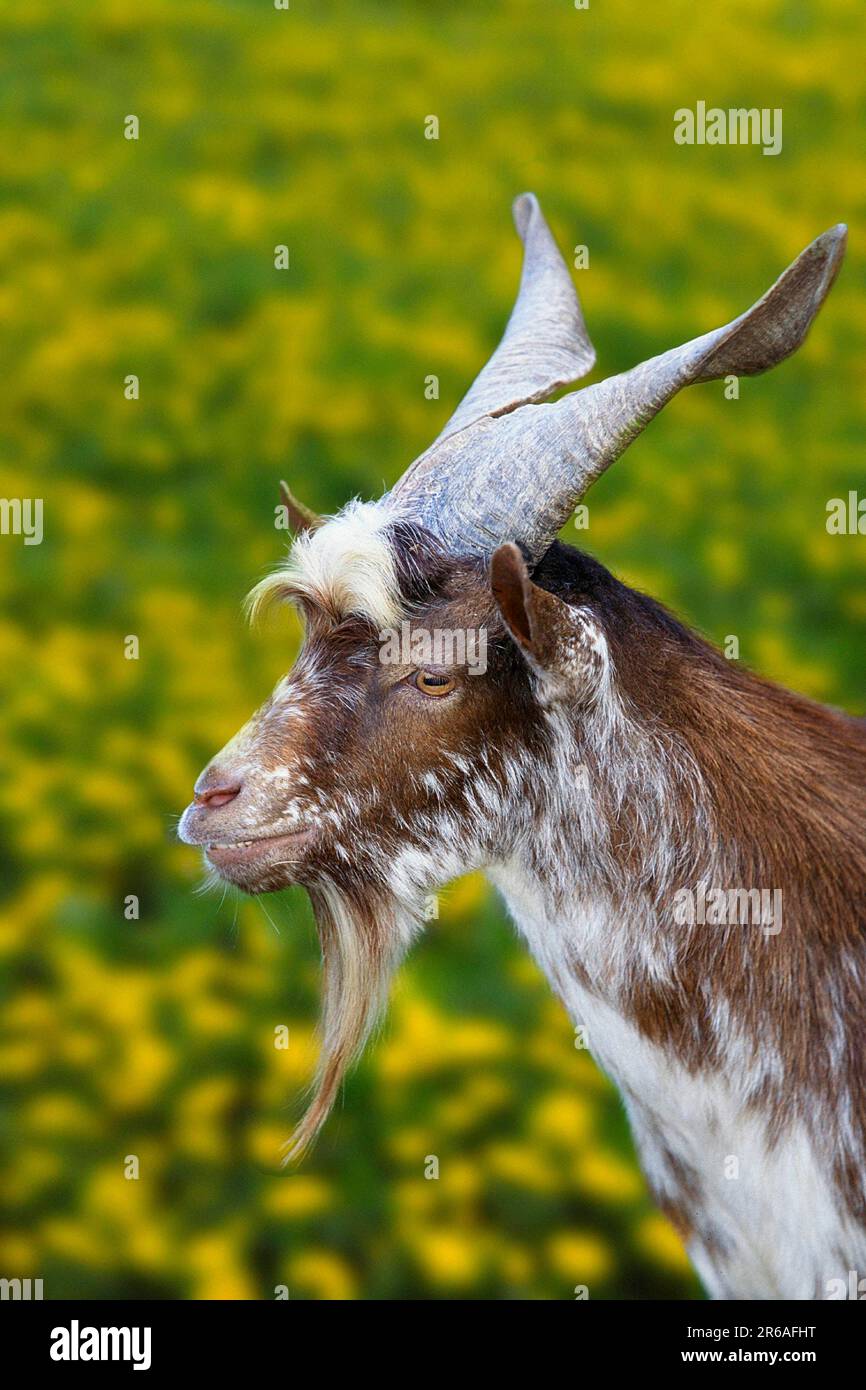 Girgentana goats hi-res stock photography and images - Alamy