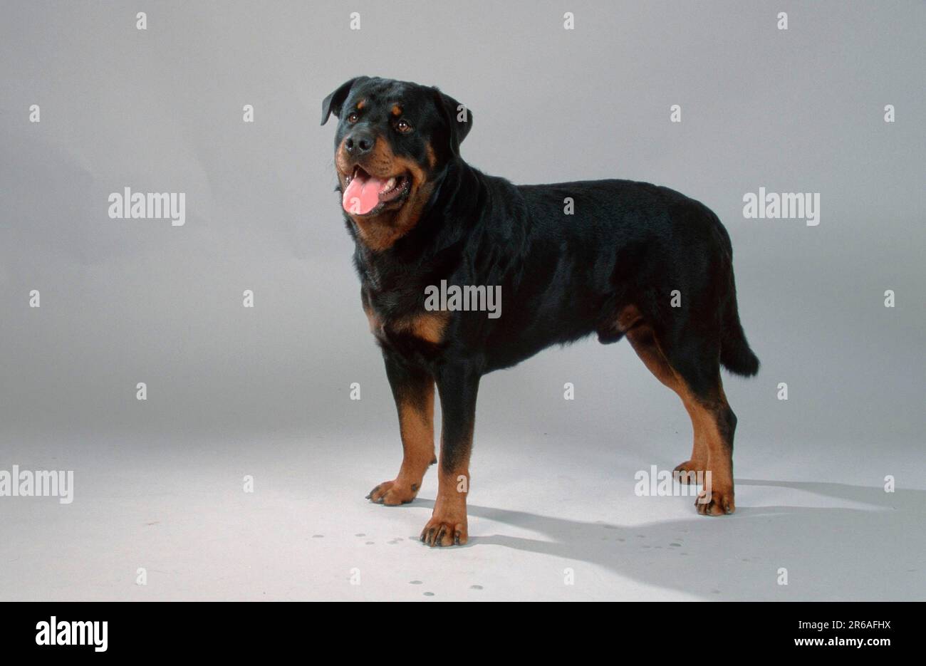 Rottweiler photography hi-res stock photography and images - Alamy
