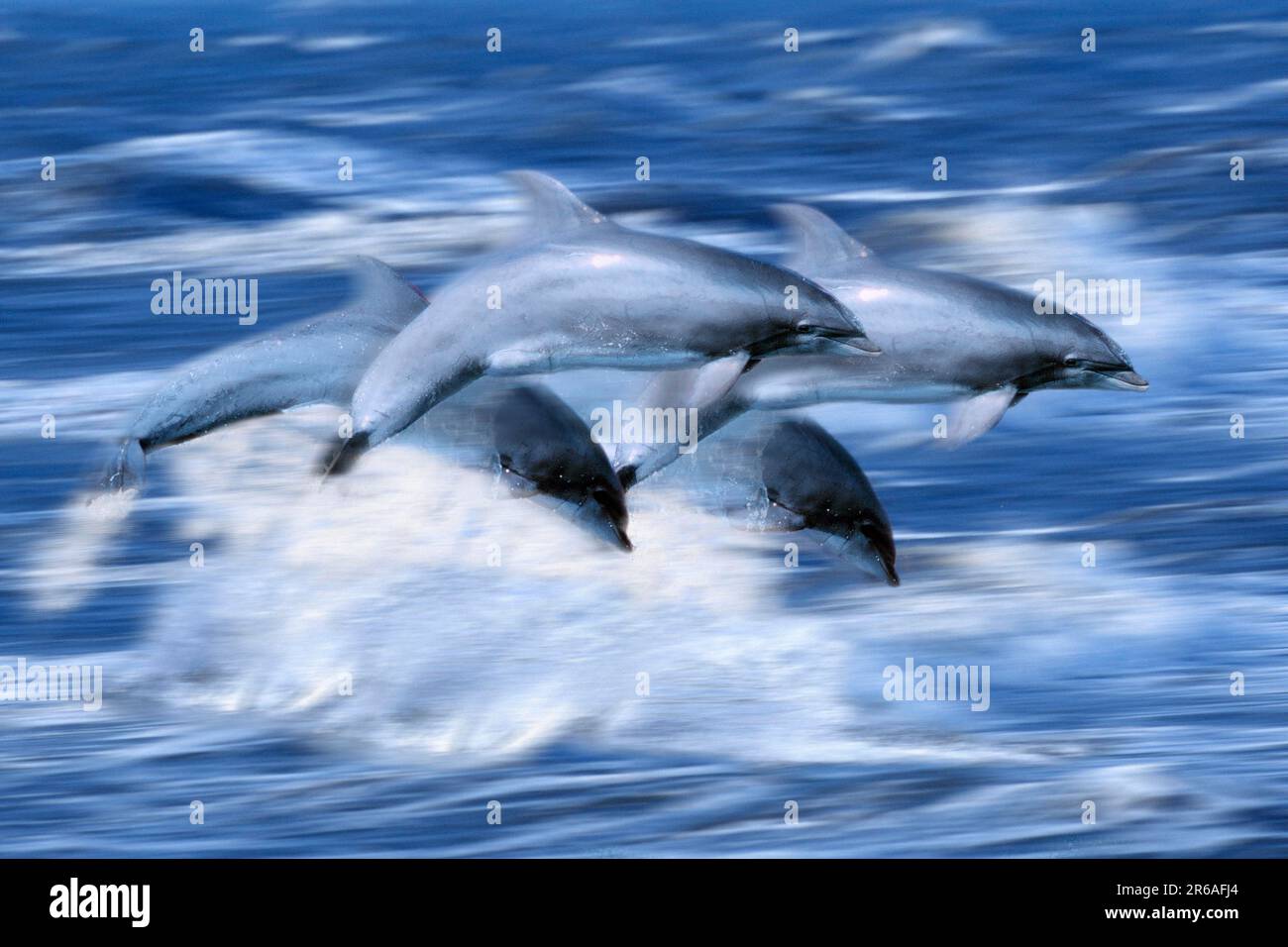 Bottlenose Dolphins (Tursiops truncatus Stock Photo - Alamy