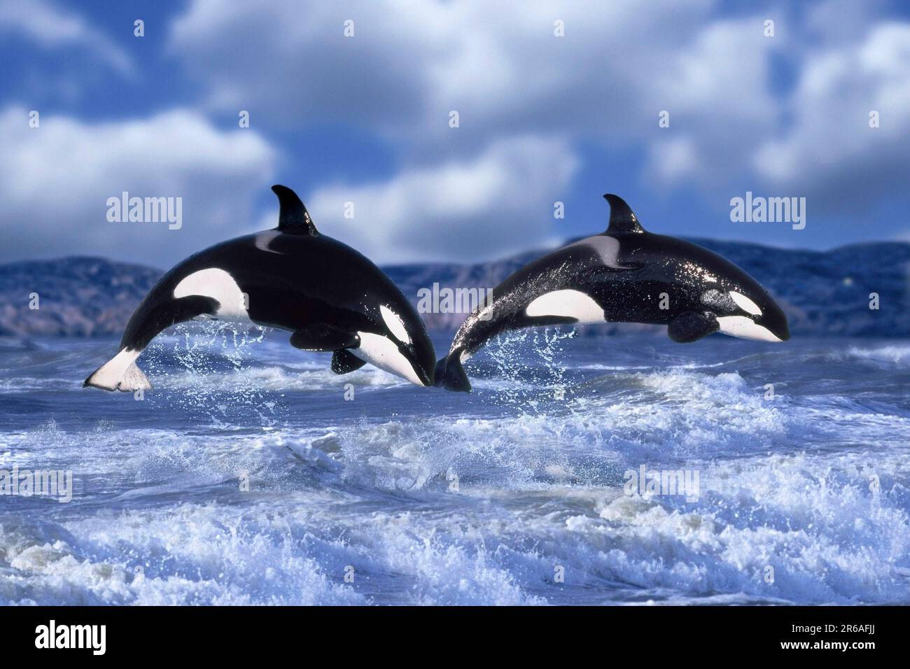 Orcas (Orcinus orca), Schwertwale, Orka, seitlich, side Stock Photo - Alamy