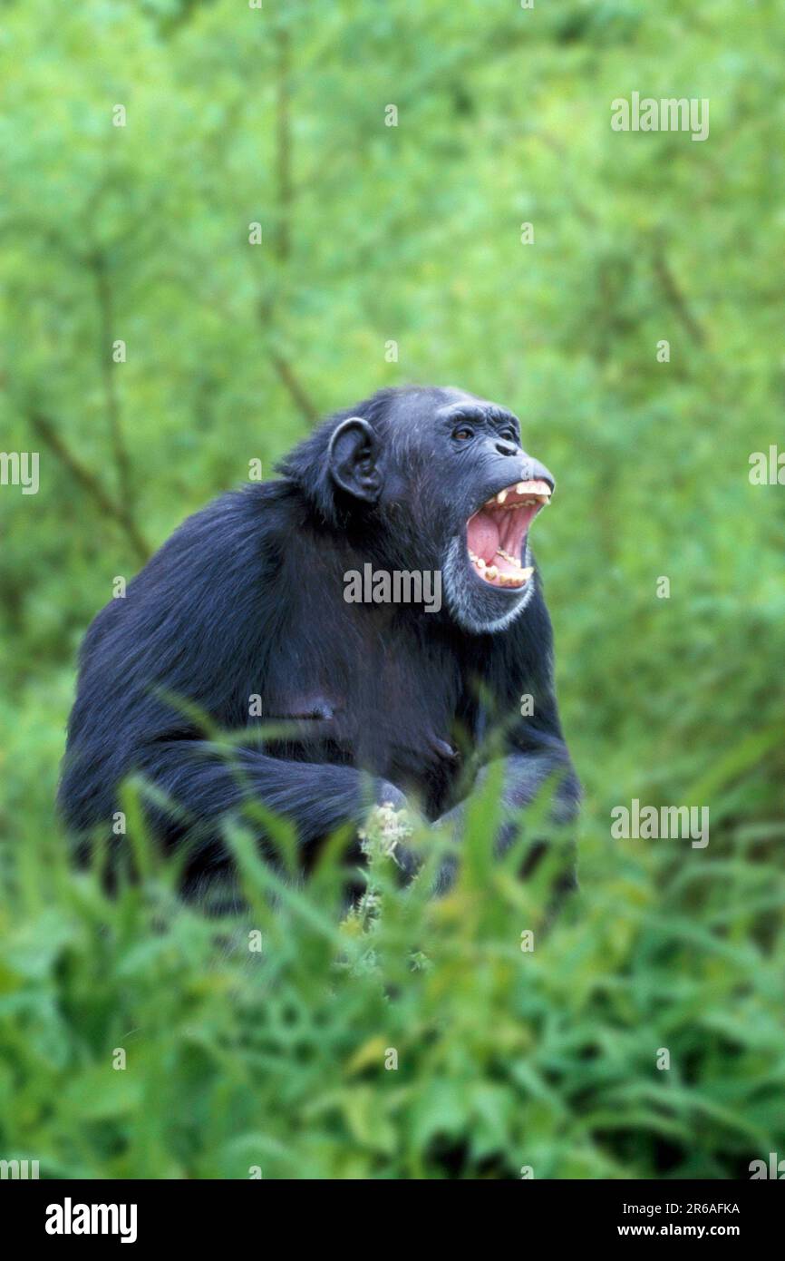 Common chimpanzee (Pan troglodytes), calling (Africa) (animals ...