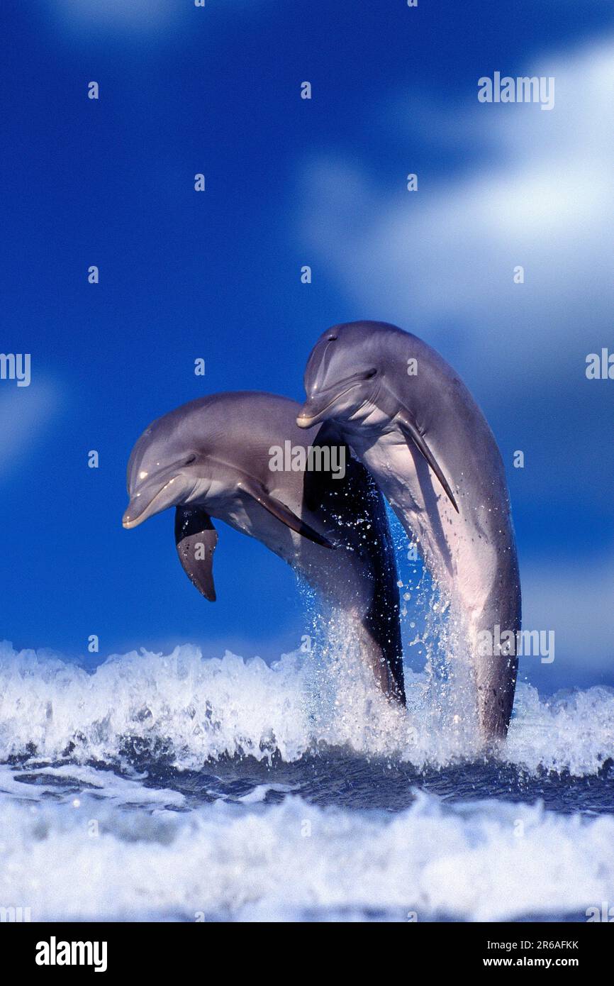 Bottlenose Dolphins (Tursiops truncatus Stock Photo - Alamy