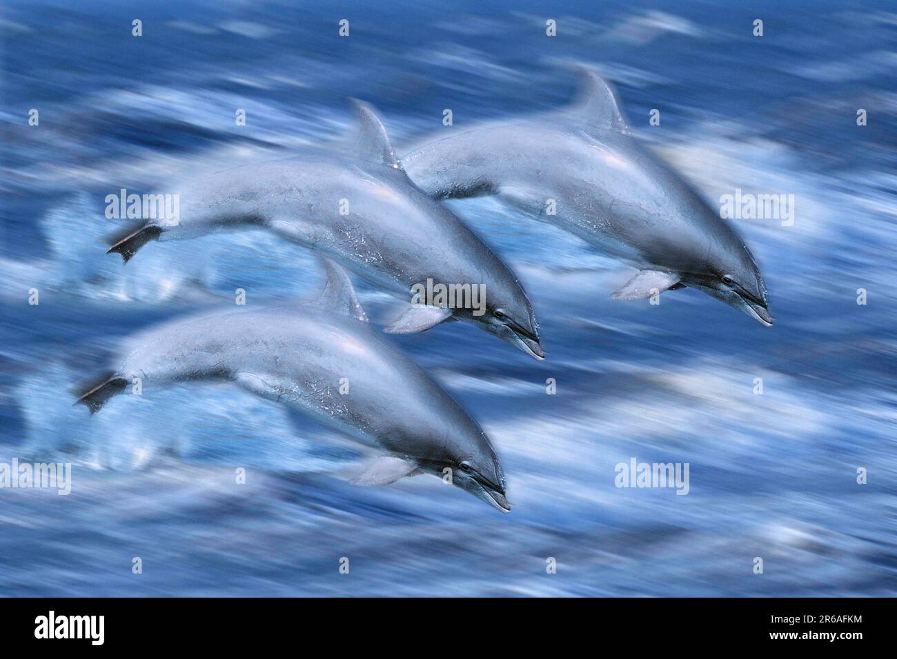 Bottlenose Dolphins (Tursiops truncatus), Grosse Tuemmler, Grosser ...