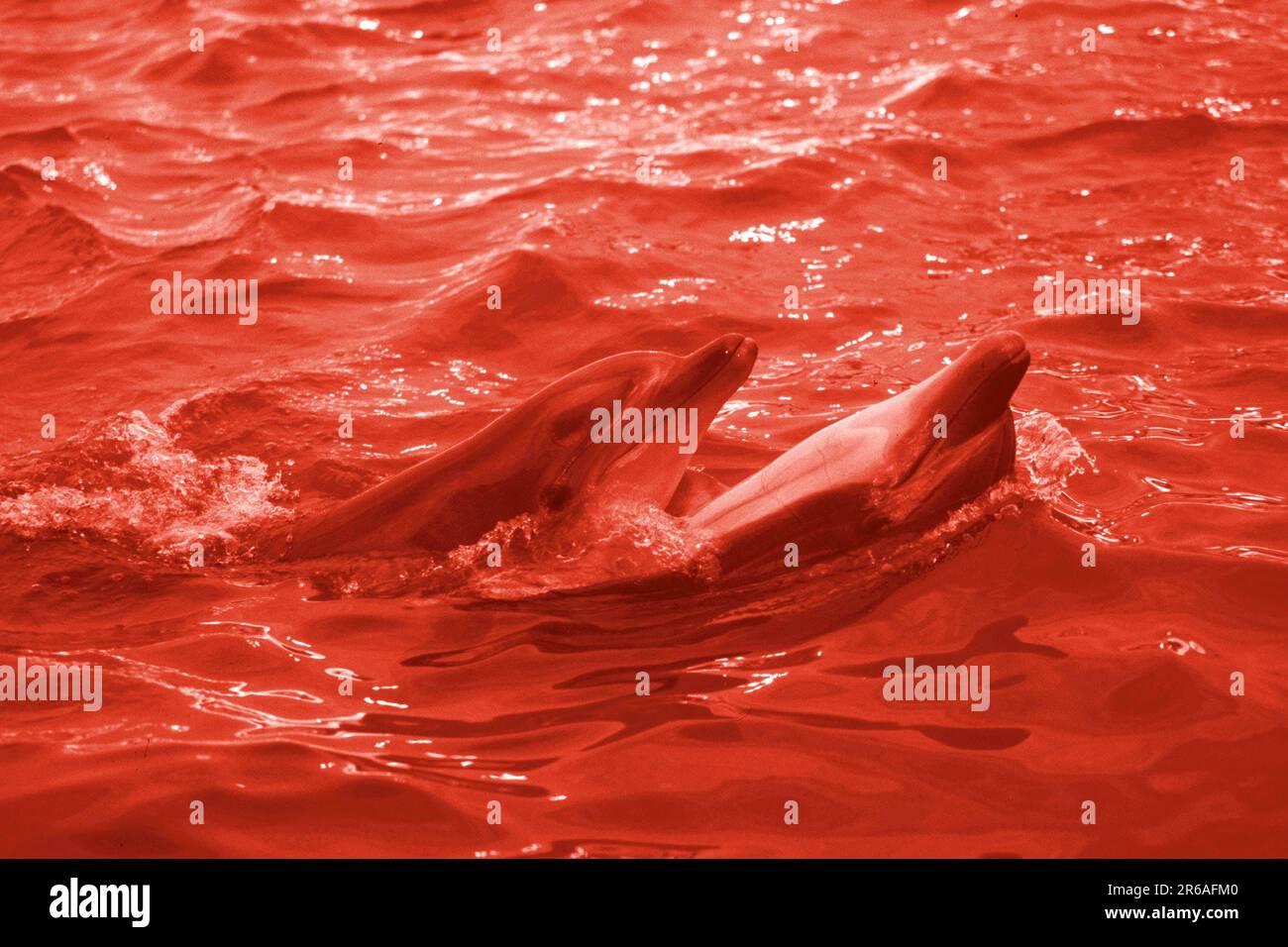 Bottlenose Dolphins (Tursiops truncatus), Grosse Tuemmler, Grosser ...