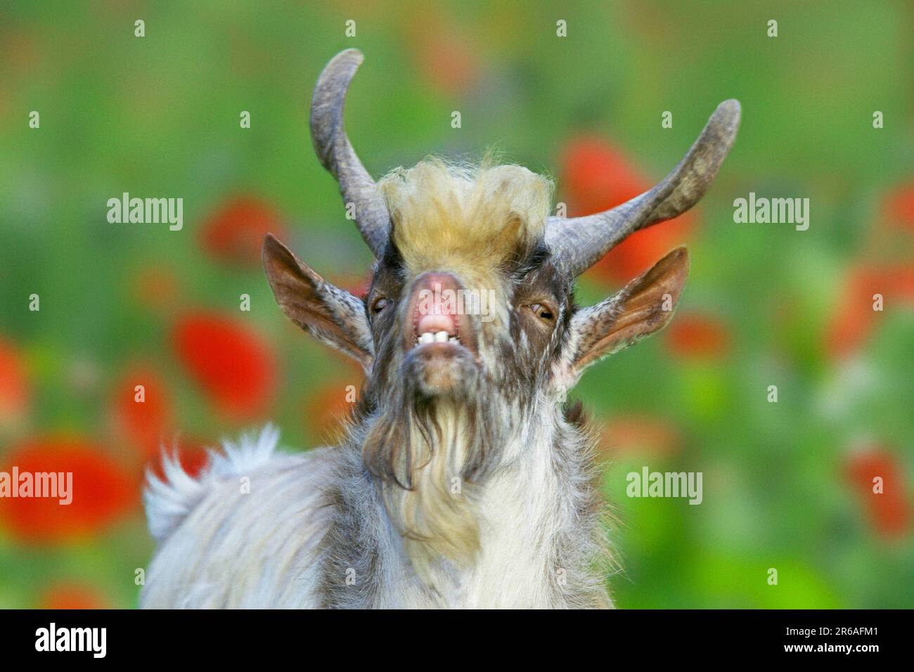 Goat male hi-res stock photography and images - Alamy
