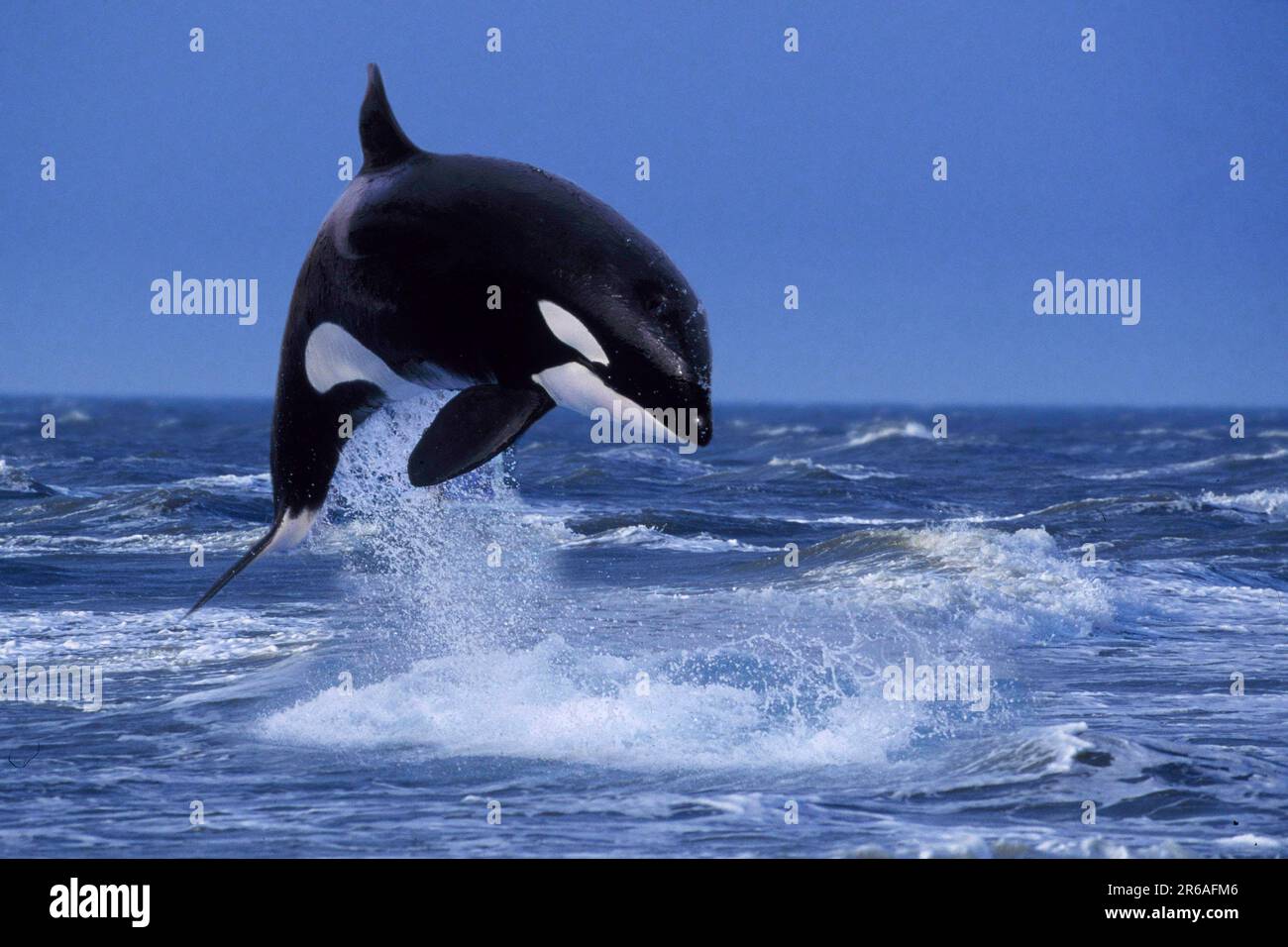 Orca (Orcinus orca), Schwertwal, Orka, [animals, adult, aussen, outdoor ...