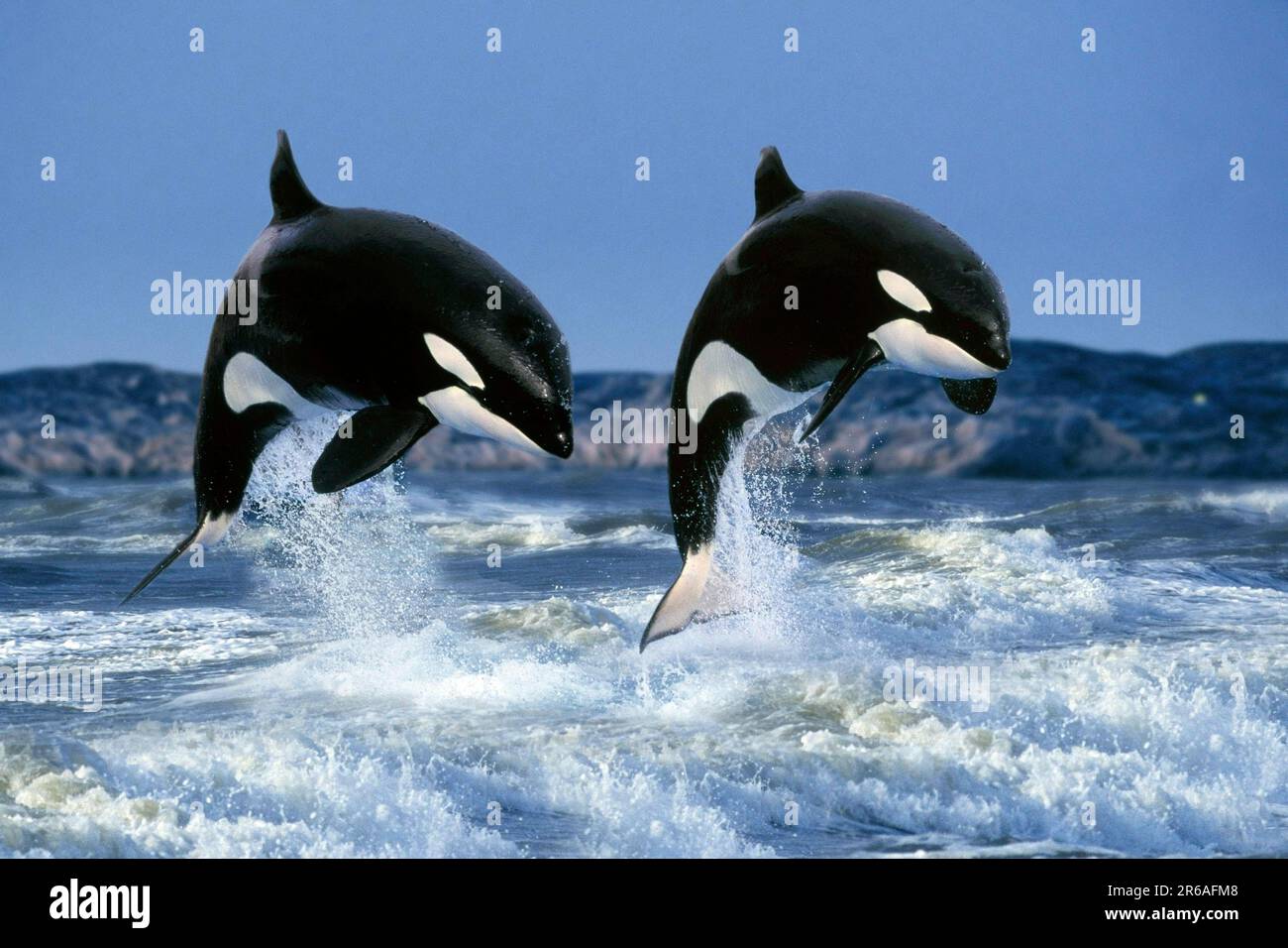 Killer whales (Orcinus orca Stock Photo - Alamy