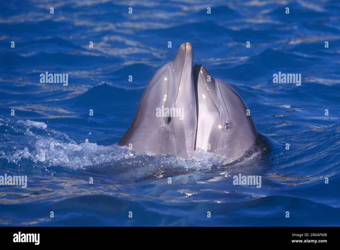 Bottlenose Dolphins (Tursiops truncatus), side Stock Photo - Alamy