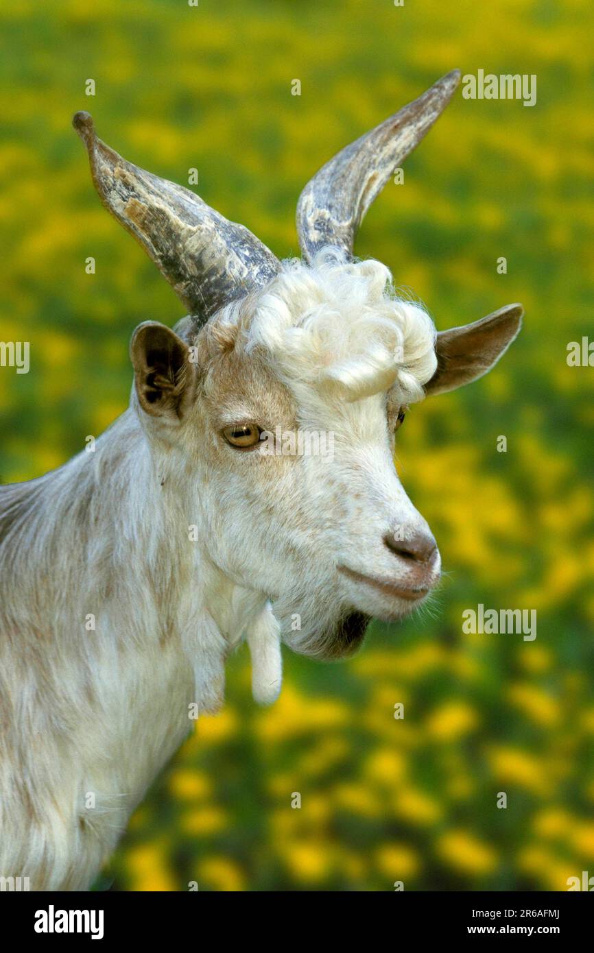 Girgentana goat, young male, billy goat, young buck, domestic goat ...