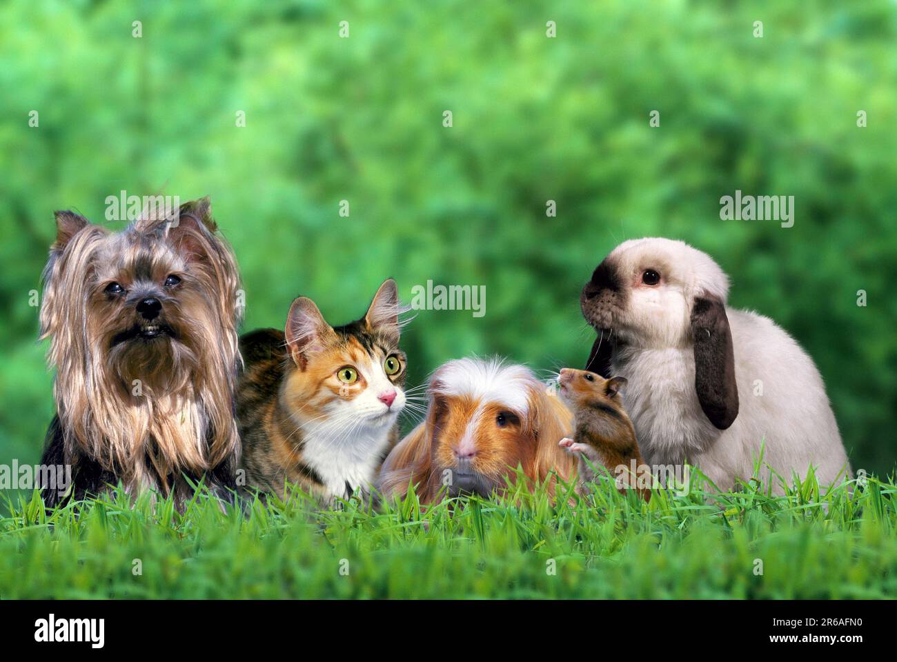 Pets: Yorkshire Terrier, Norwegian Forest Cat, Coronet Guinea Pig Pig ...