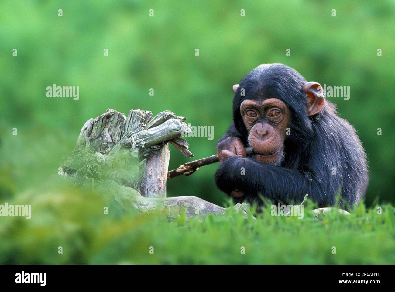 Chimpanzee feeding baby hi-res stock photography and images - Alamy
