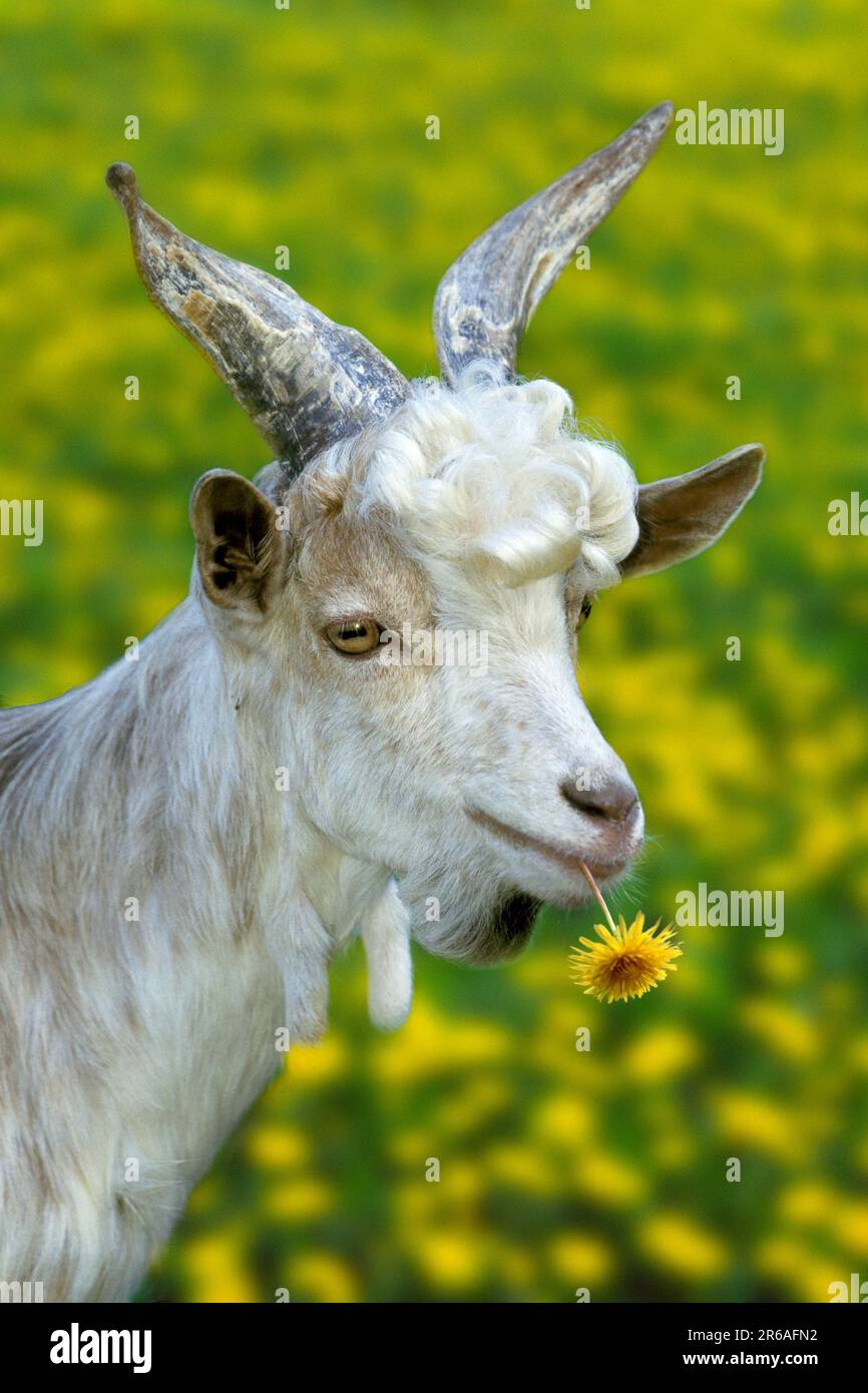 Goat young hi-res stock photography and images - Alamy