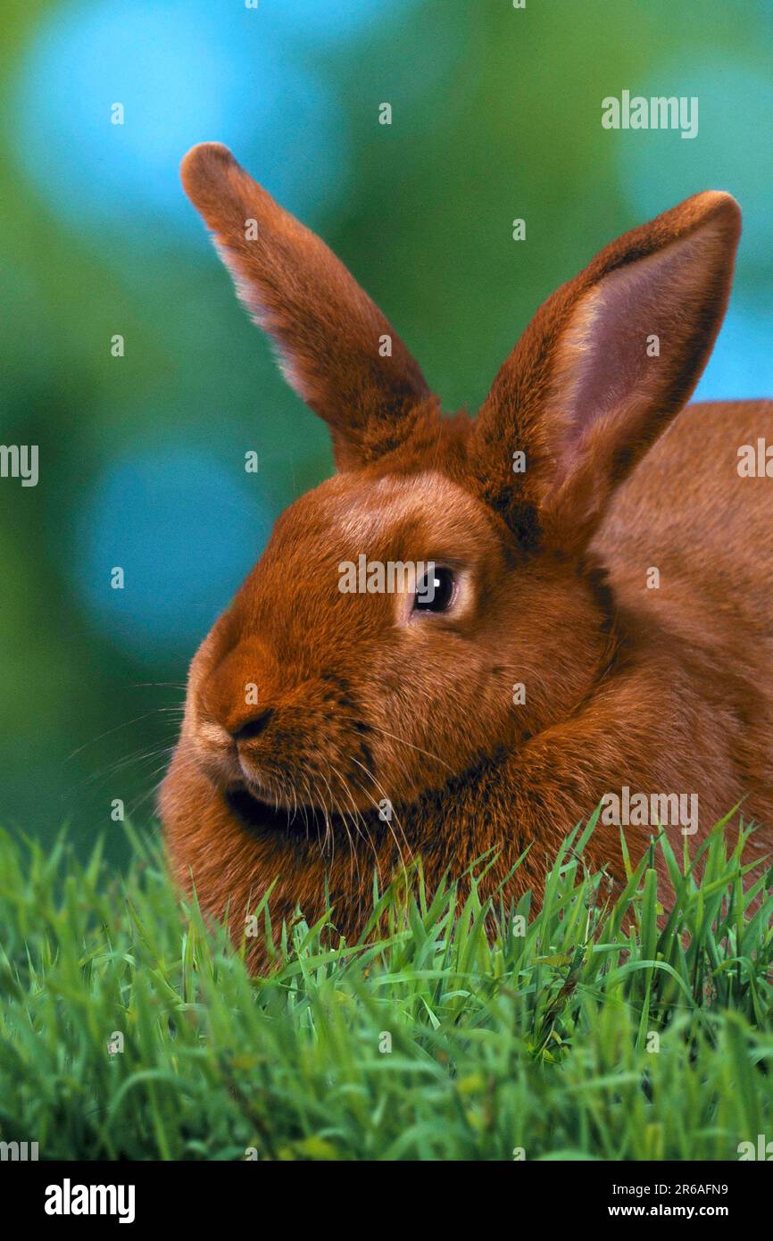 Rabbit, Red New Zealander, Red New Zealander, animals, meadow, outside ...