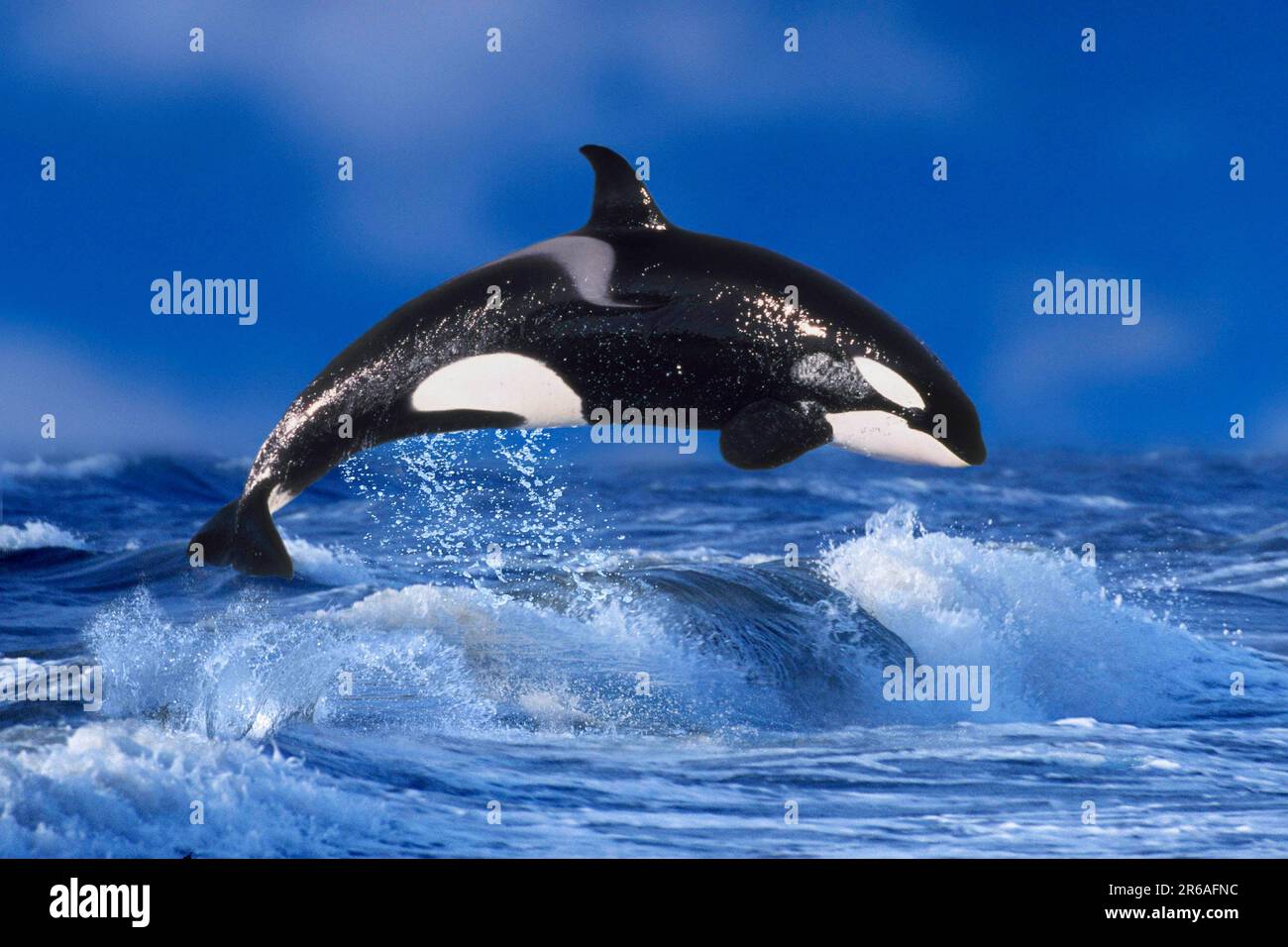 Orca (Orcinus orca), Schwertwal, Orka, [animals, aussen, outdoor, adult ...