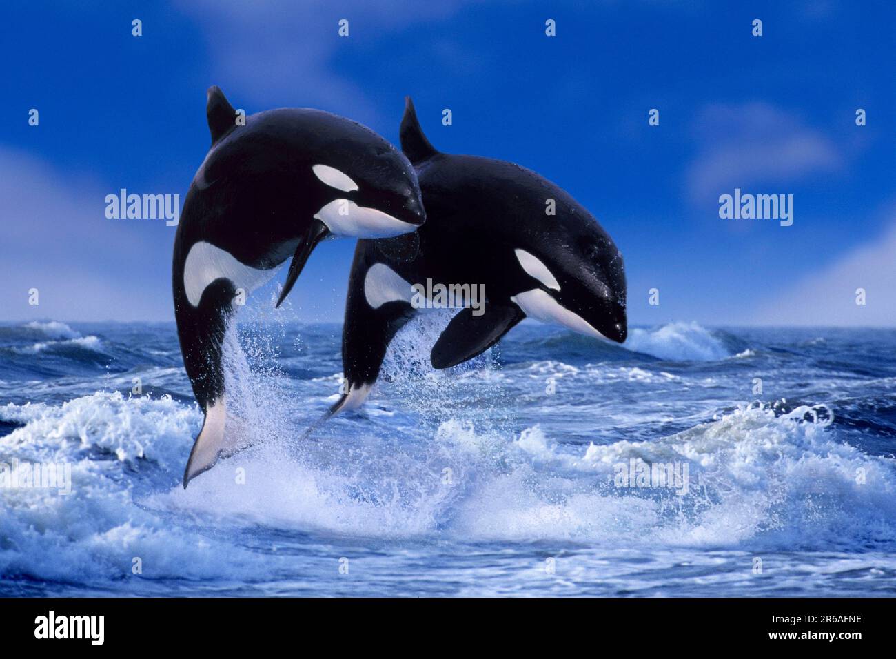 Killer whales (Orcinus orca Stock Photo - Alamy