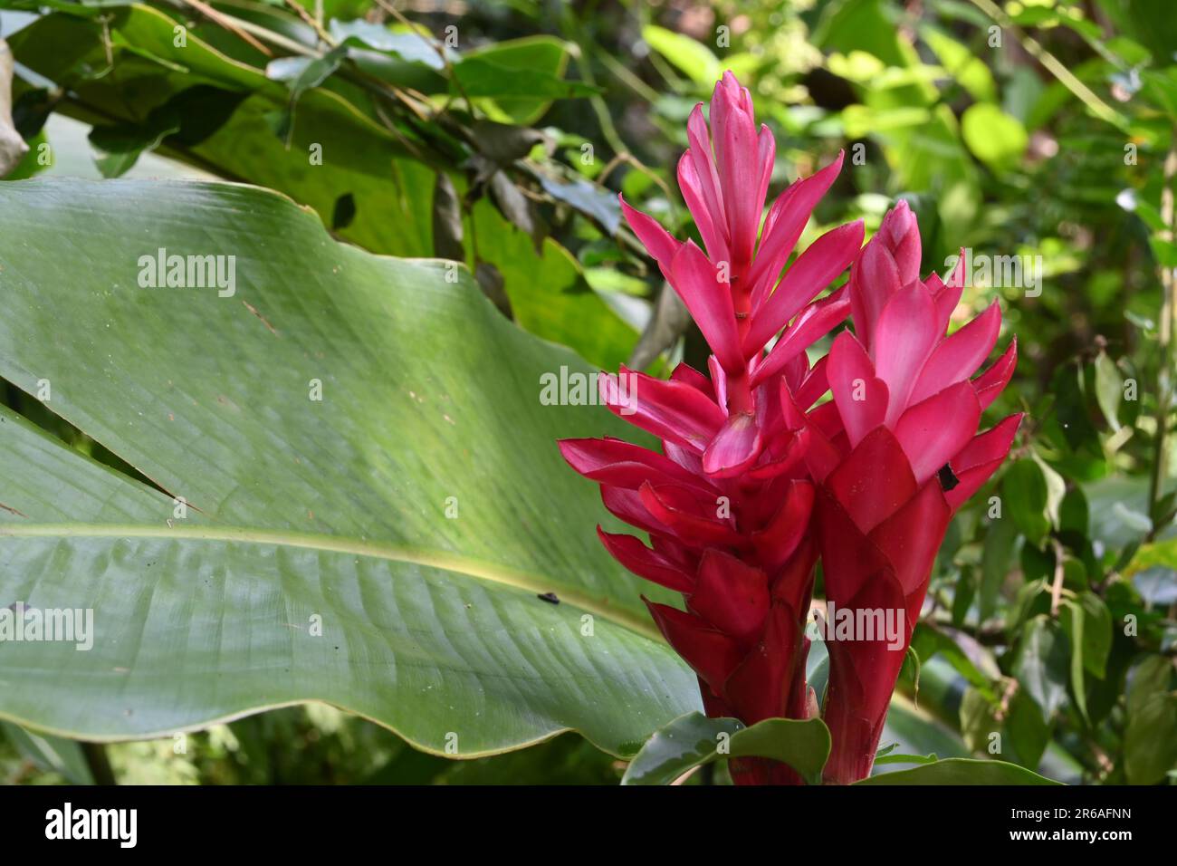 Flowering Red flowers of a Pink cone ginger plant (Red ginger) growing ...