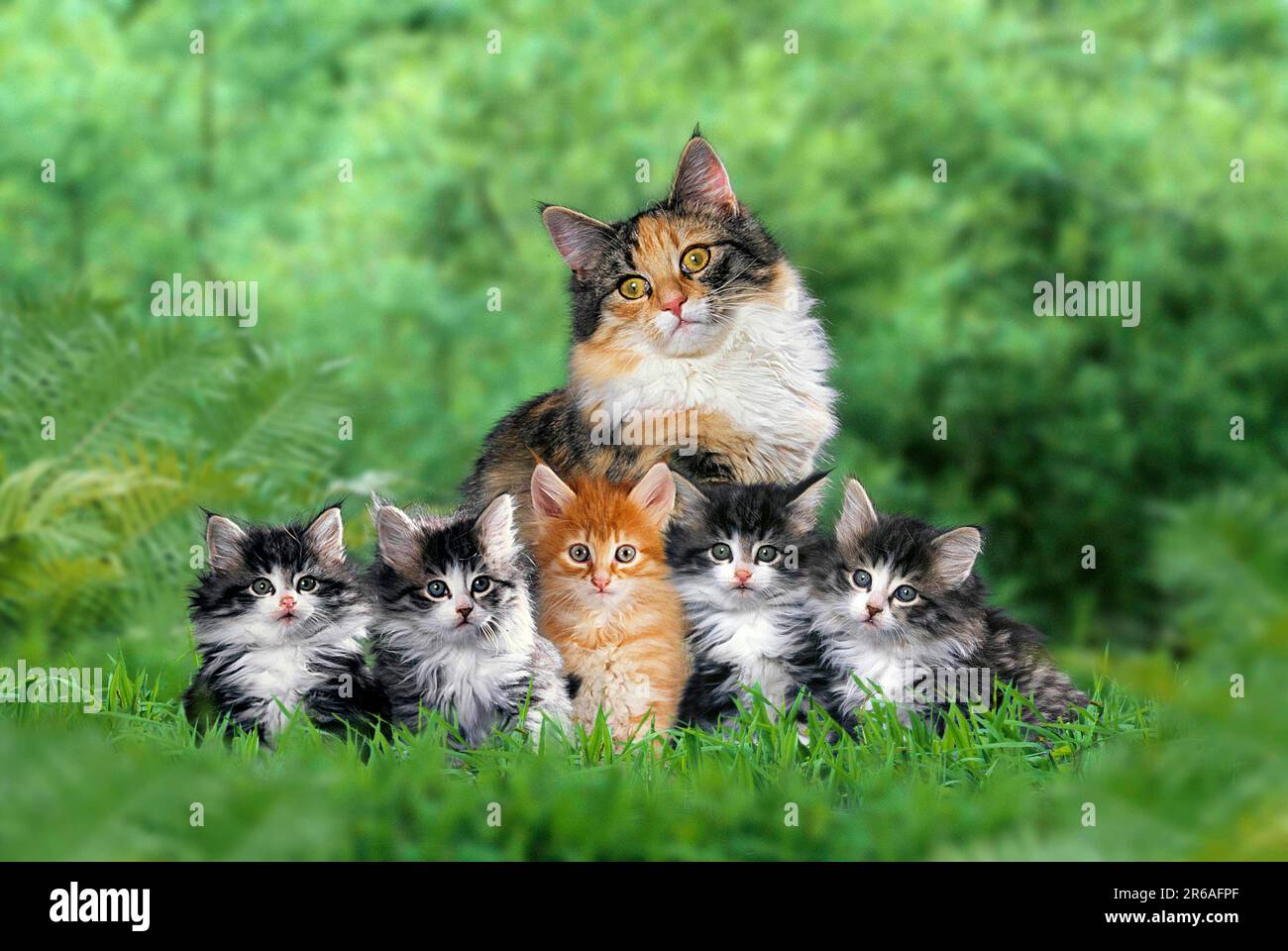 Norwegian Forest Cat with kittens, outside, outdoor Stock Photo - Alamy