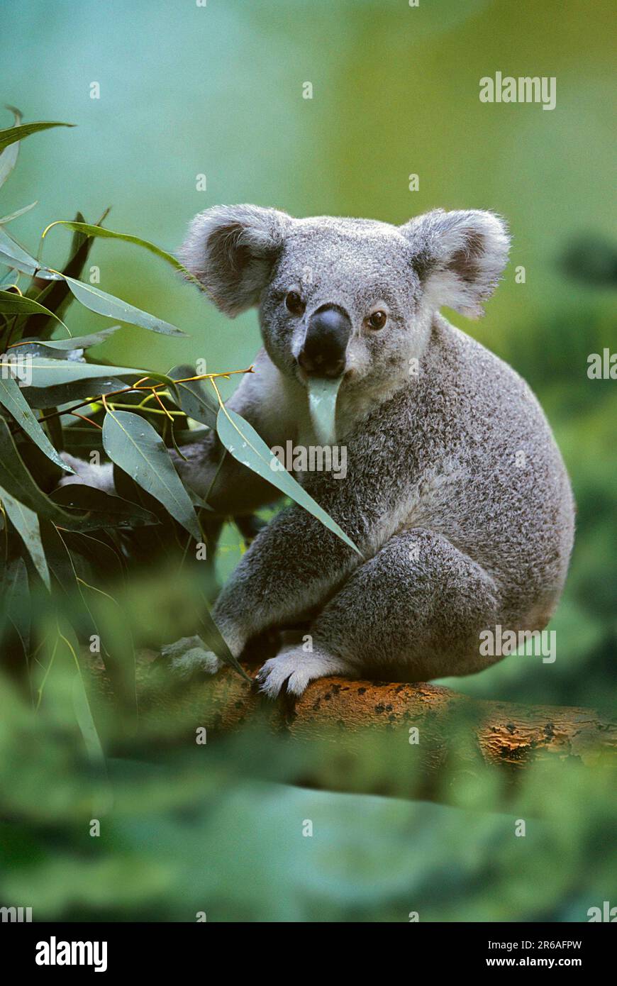 Koala Bear Eating Meat