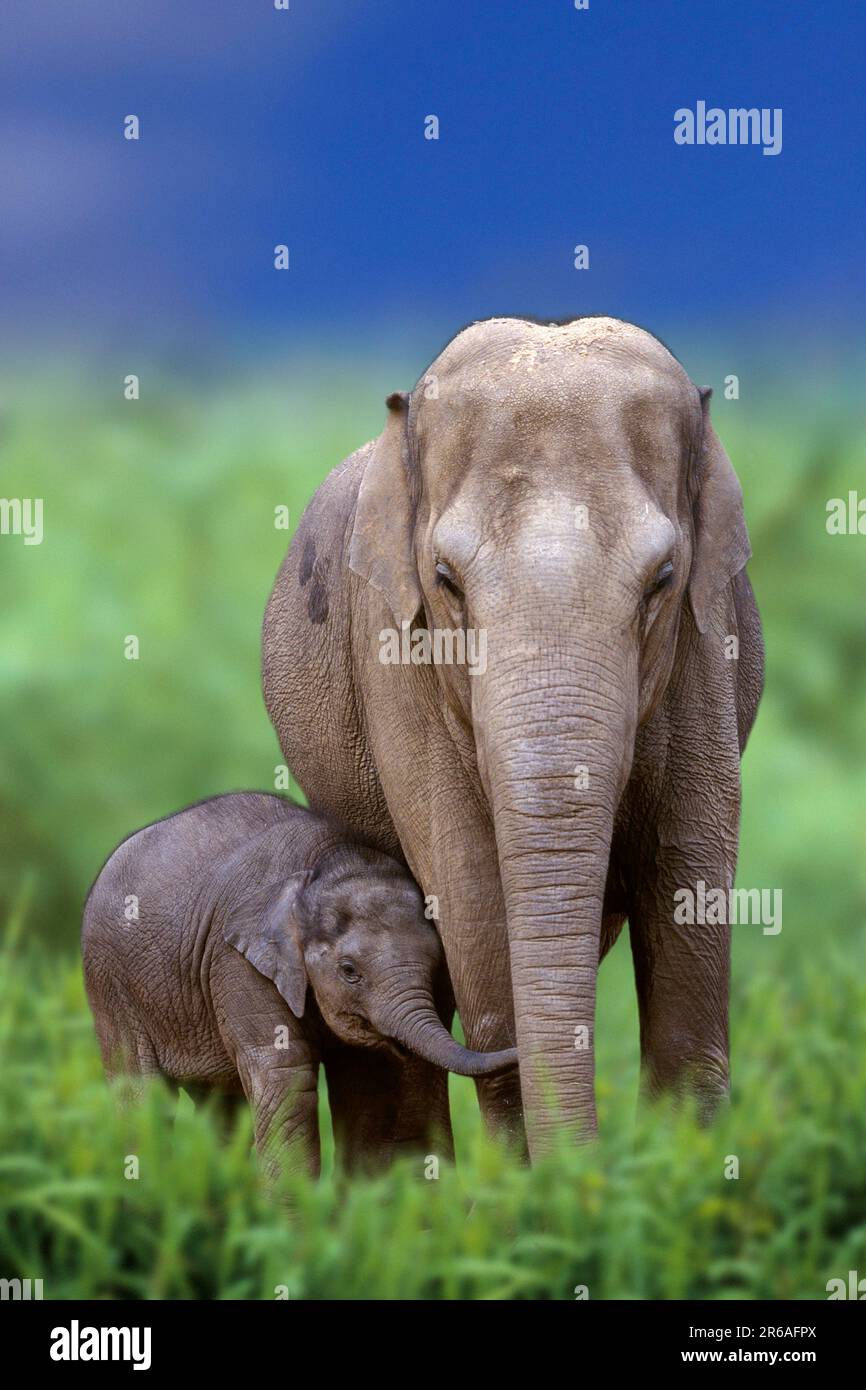 Elephant safety hi-res stock photography and images - Alamy