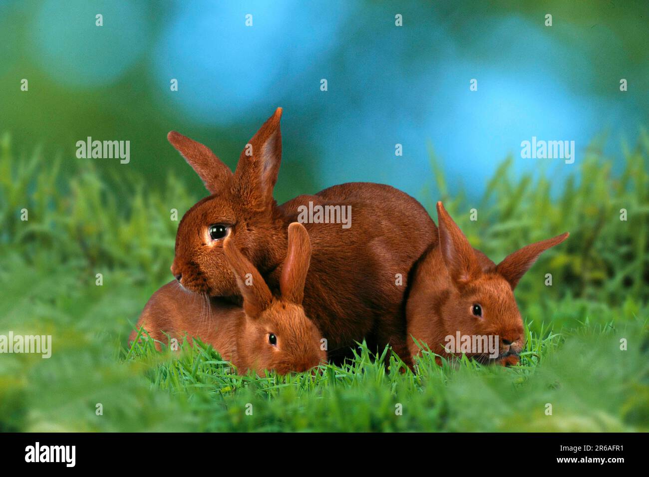 Rabbit with youngs, Red New Zealander rabbit with youngs, Red New ...