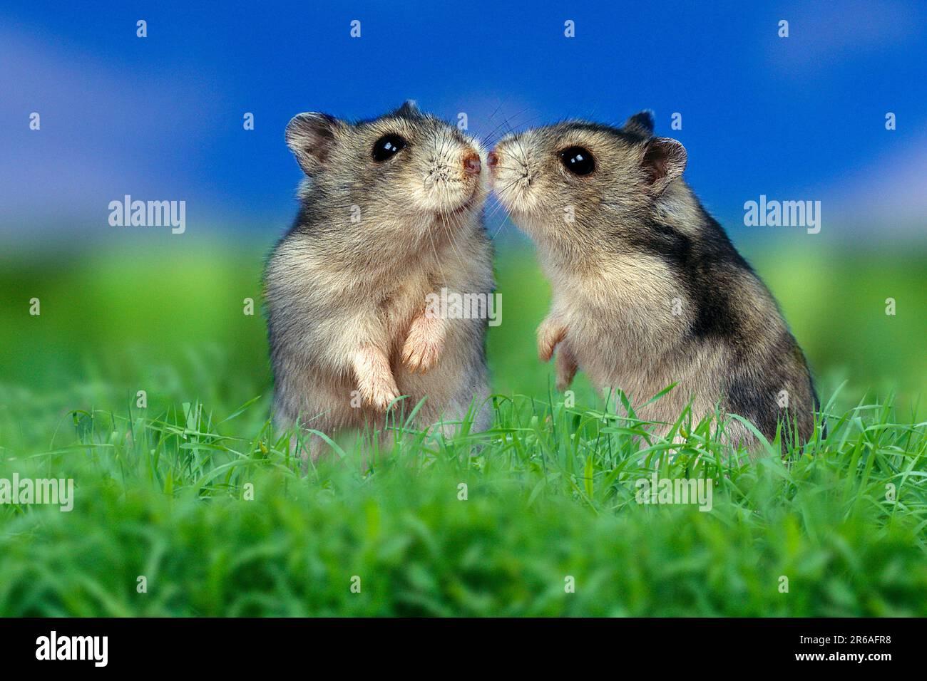 Russian Dwarf Hamster (Phodopus sungorus), pair Stock Photo - Alamy