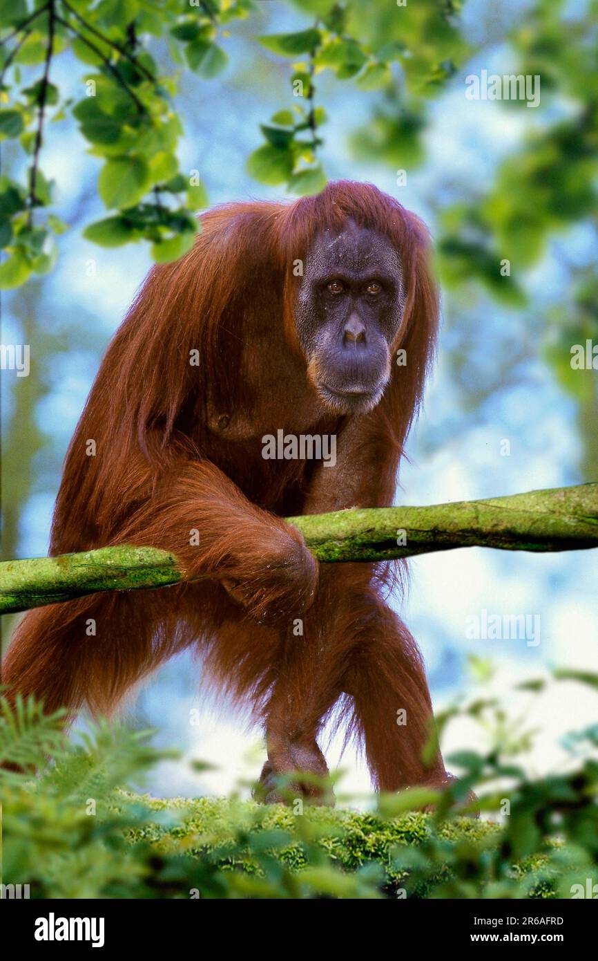 Sumatran orangutan, female (Pongo pygmaeus abelii Stock Photo - Alamy