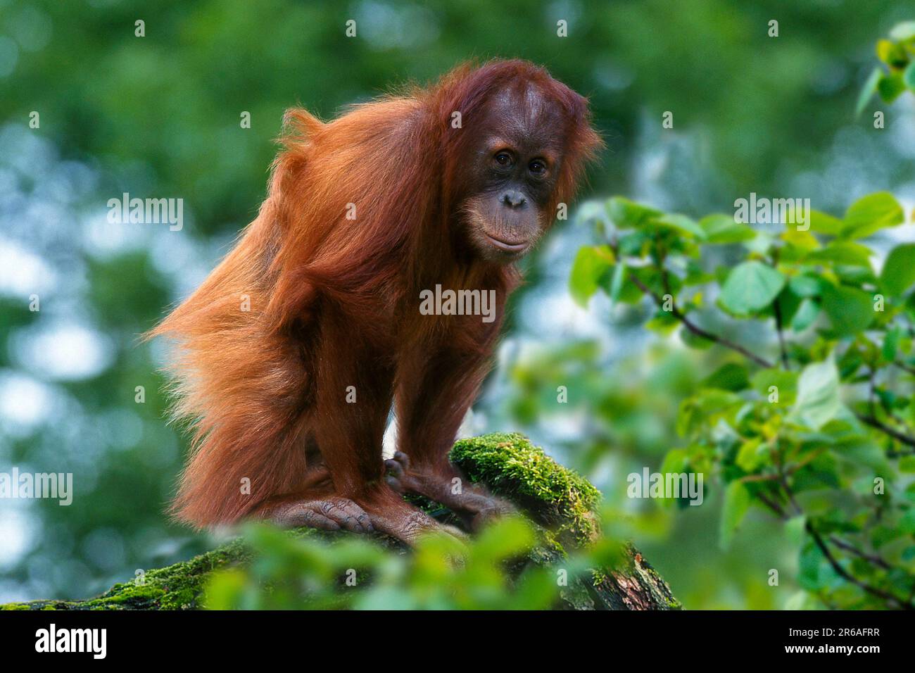 Sad Orangutan Standing