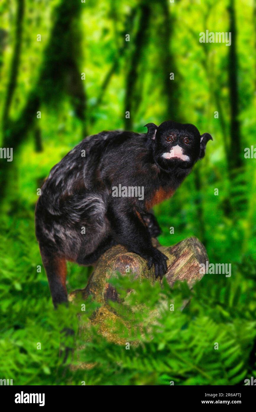 Red-bellied White-lipped Tamarin (Saguinus labiatus), Rotbauchtamarin ...