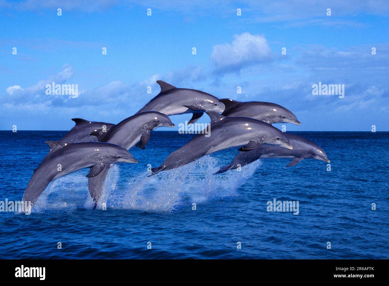 Dolphin joy hi-res stock photography and images - Alamy