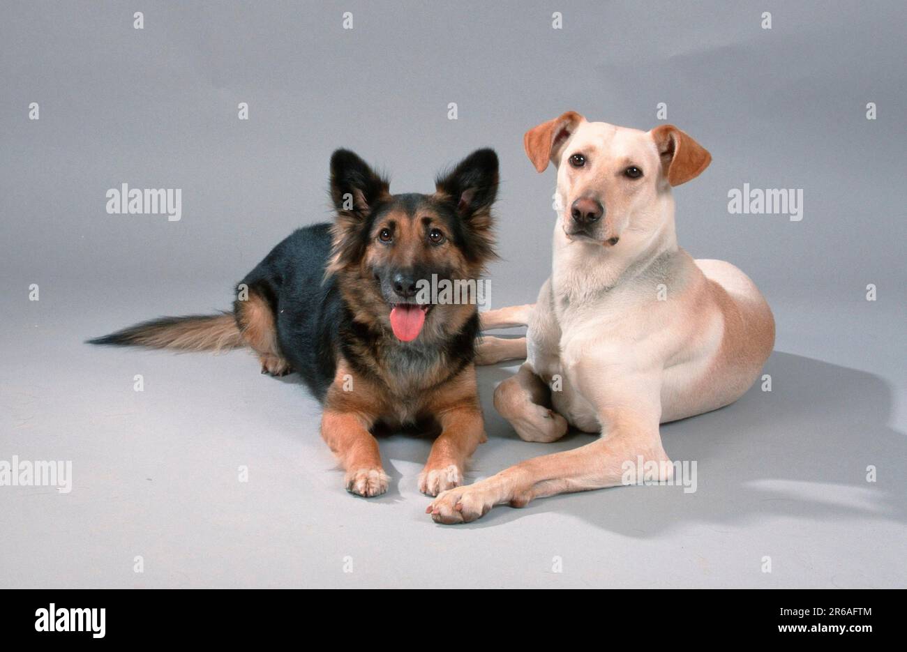 Mixed breed dogs Stock Photo - Alamy