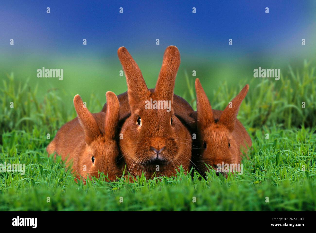 Rabbit with youngs, Red New Zealander rabbit with youngs, Red New ...