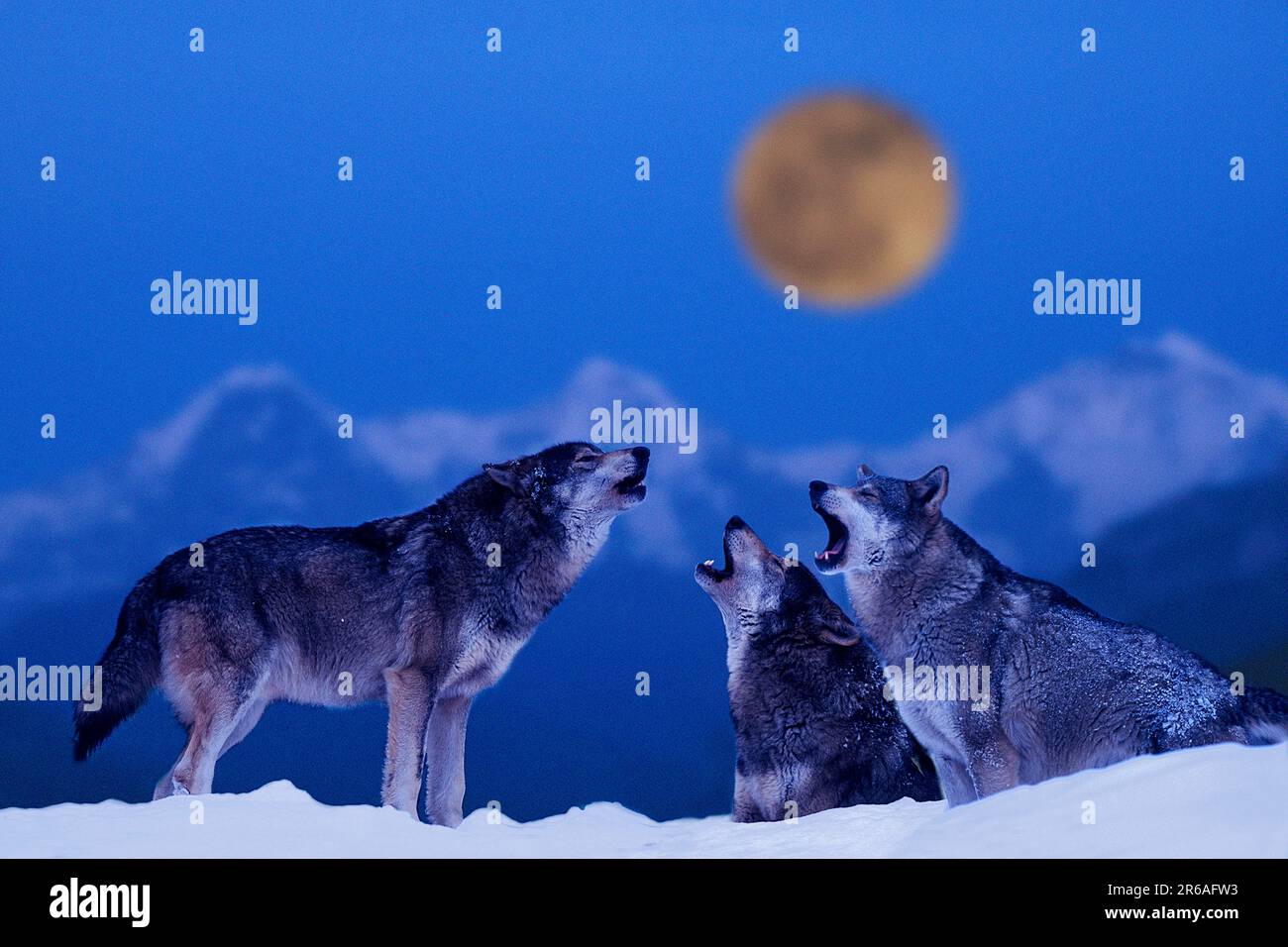 Timber Wolf Pack Howling
