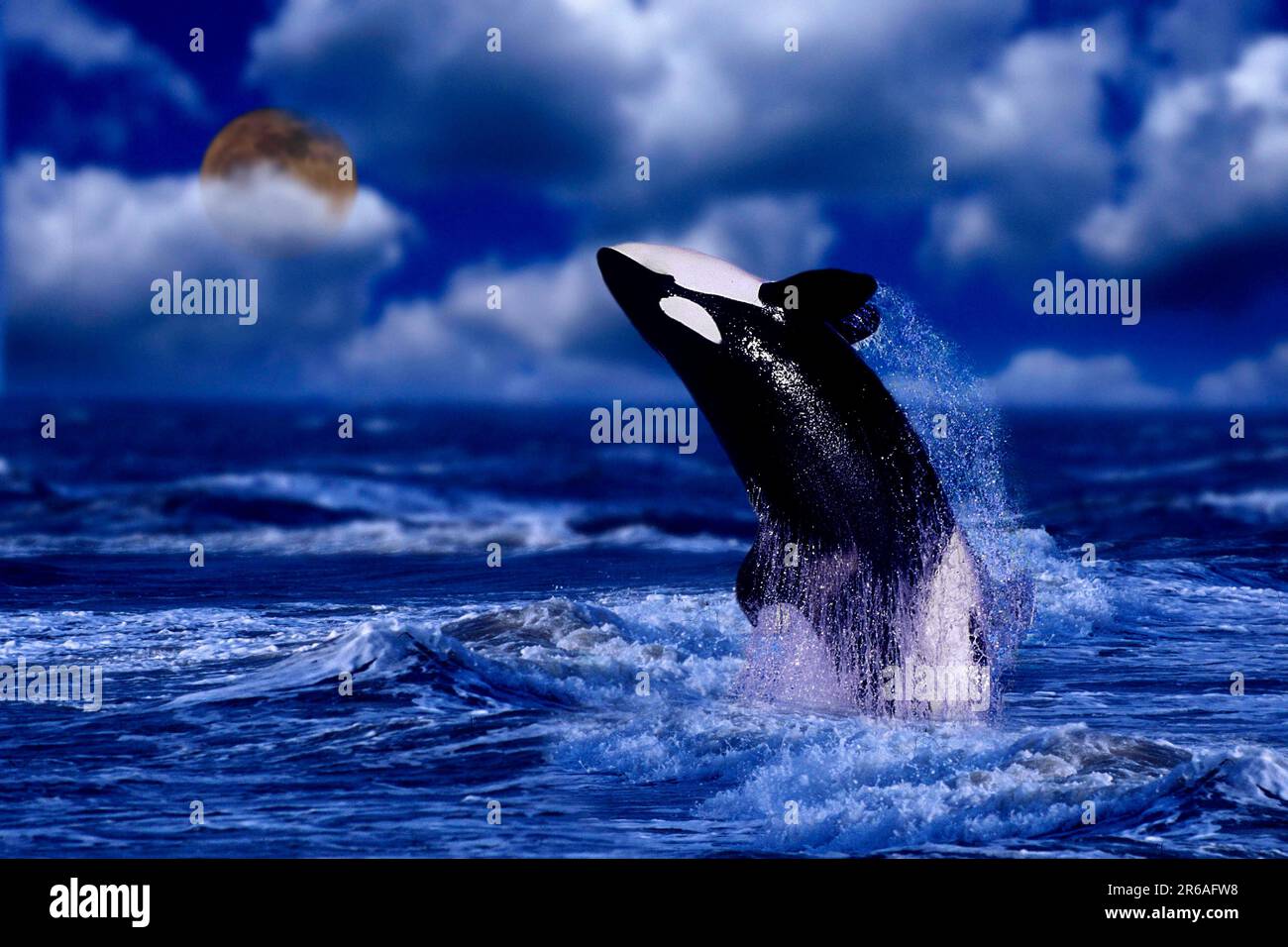 Killer Whales Jumping At Night A Pod Of Orca Facts | Defenders Of