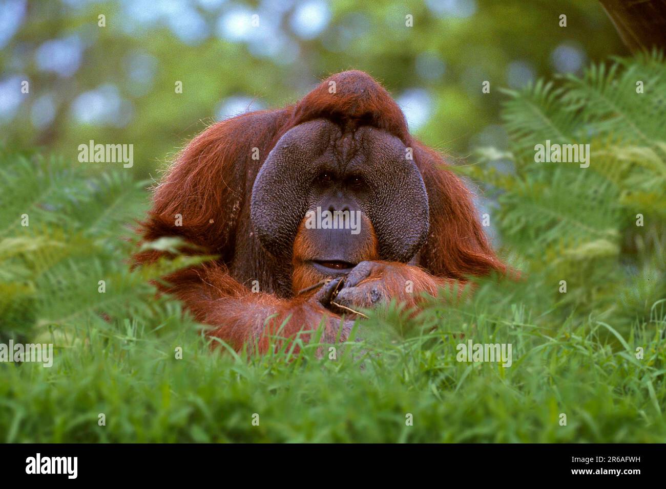 Sumatran orangutan, male (Pongo pygmaeus abelii), male Stock Photo - Alamy