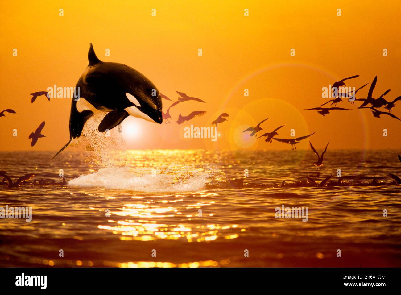 Killer whale (Orcinus orca), jumping at sunset, orca Stock Photo - Alamy