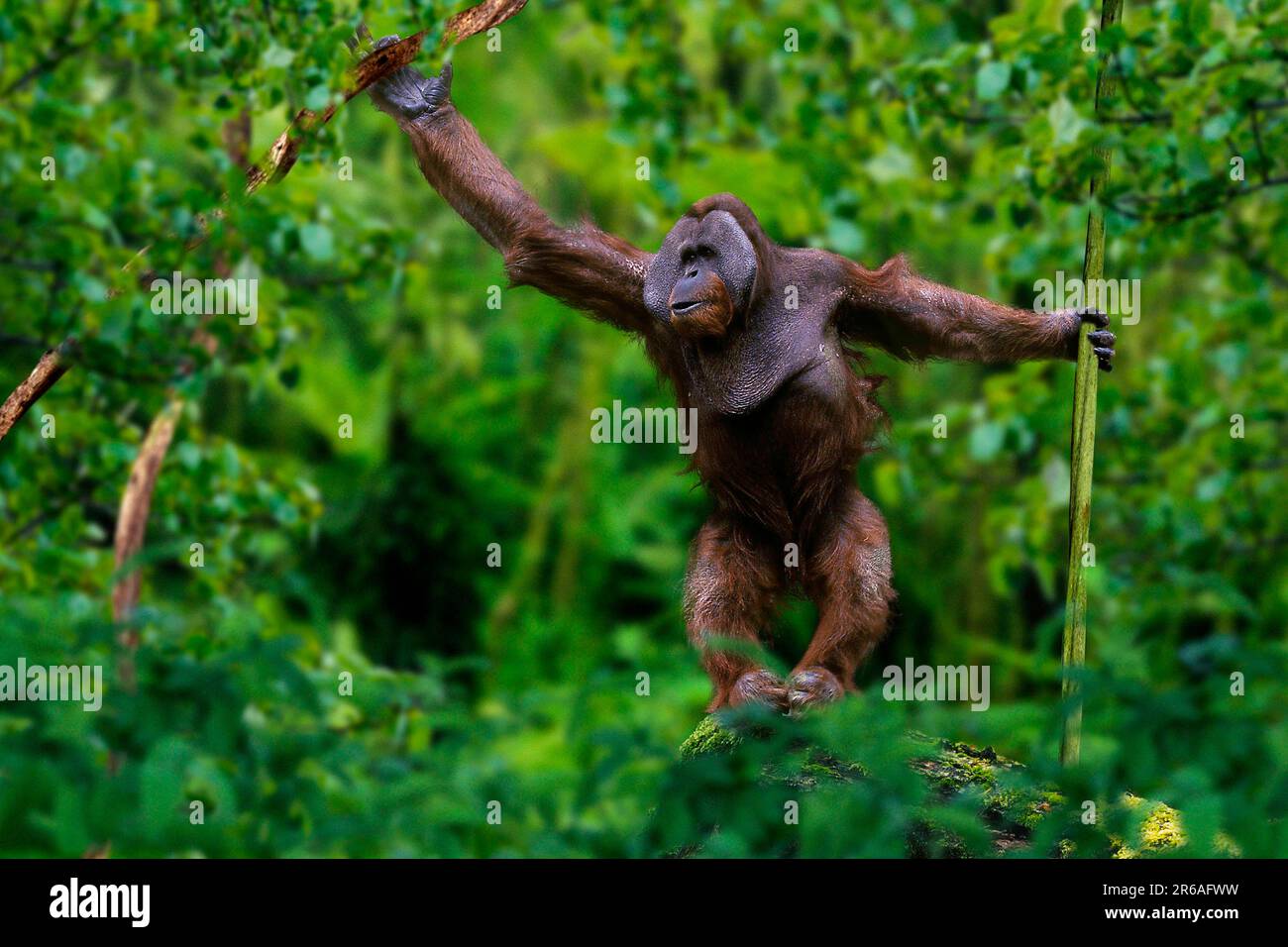 Sumatran orangutan, male (Pongo pygmaeus abelii), male Stock Photo - Alamy