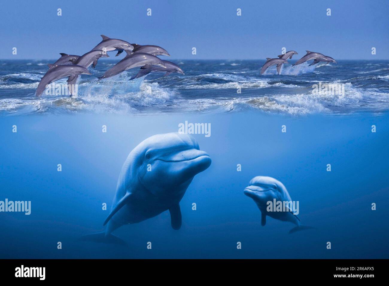 Bottlenose dolphins, bottlenose dolphins, animals, outside, outdoor ...