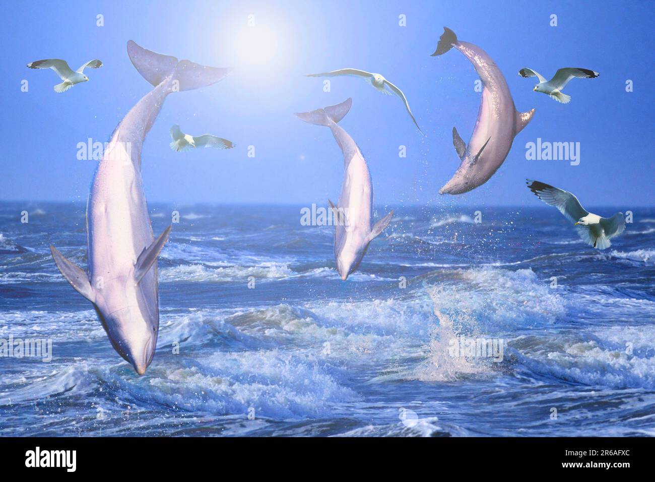 Bottlenose dolphins (Tursiops truncatus) (porpoises) (animals) (outside ...
