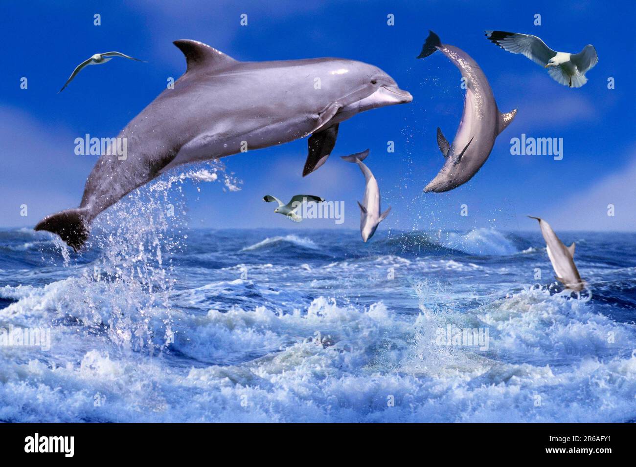 Bottlenose dolphins (Tursiops truncatus) and gulls (porpoises) (animals ...