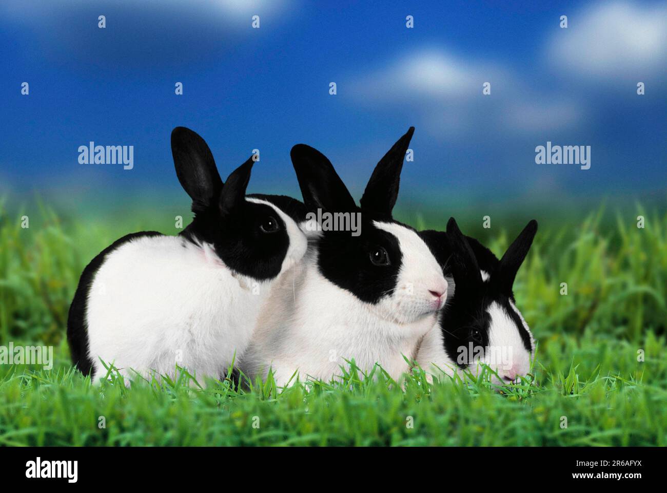 Rabbit family hi-res stock photography and images - Alamy