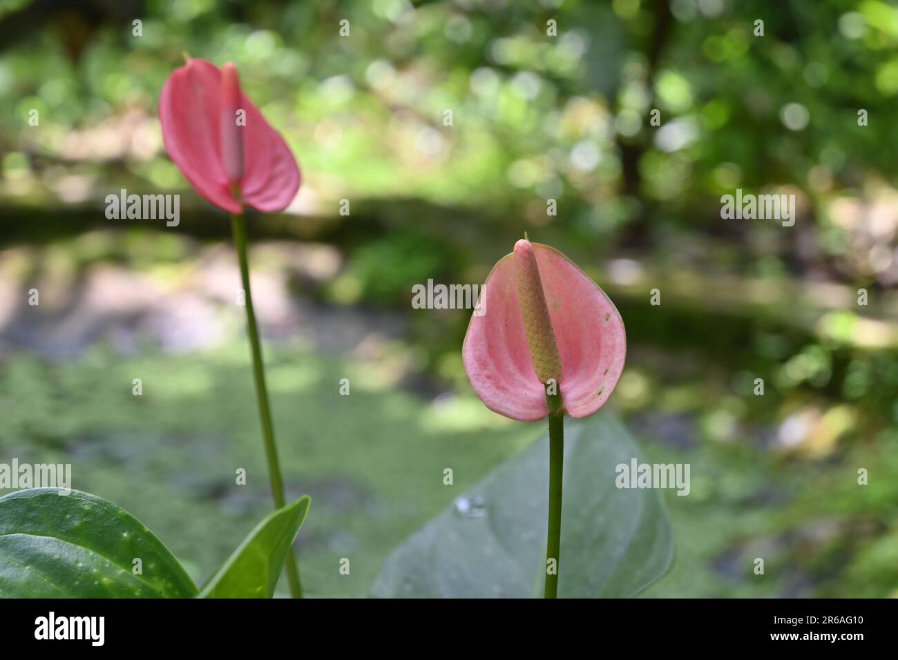 Close up view of a light pink Anthurium flower bloomed in the home ...