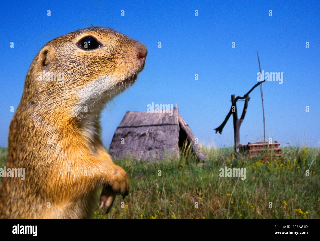Suslik (Citellus citellus) and draw wells Stock Photo - Alamy