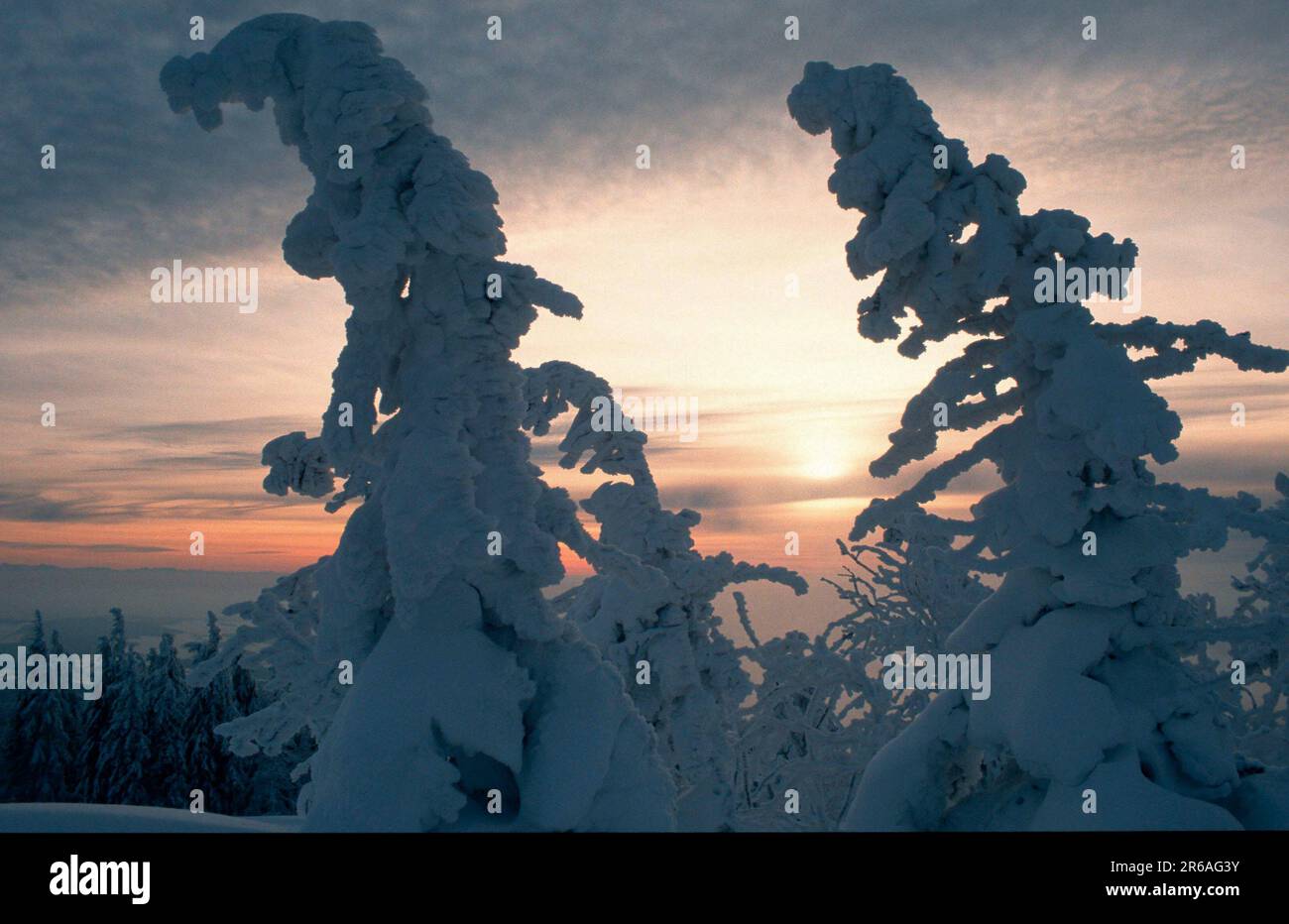 Snow-covered trees at sunset (Europe) (Winter) (Conifer) (Landscape ...