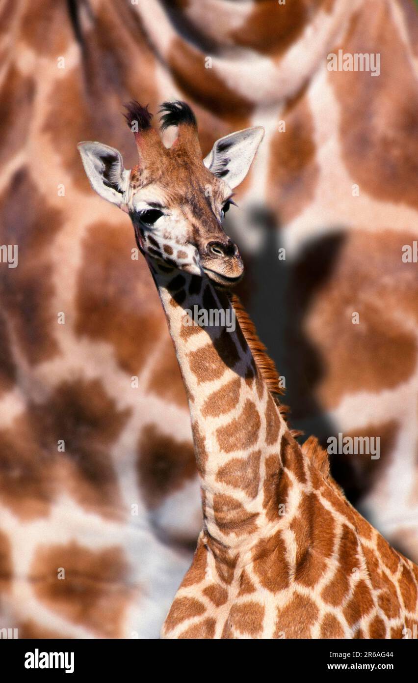 Giraffe (Giraffa camelopardalis), young, juvenile (Africa) (animals ...
