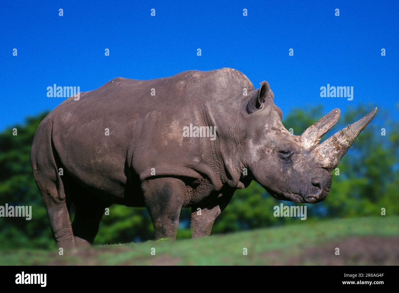 Wide-mouthed Rhinoceros (Ceratotherium simum Stock Photo - Alamy
